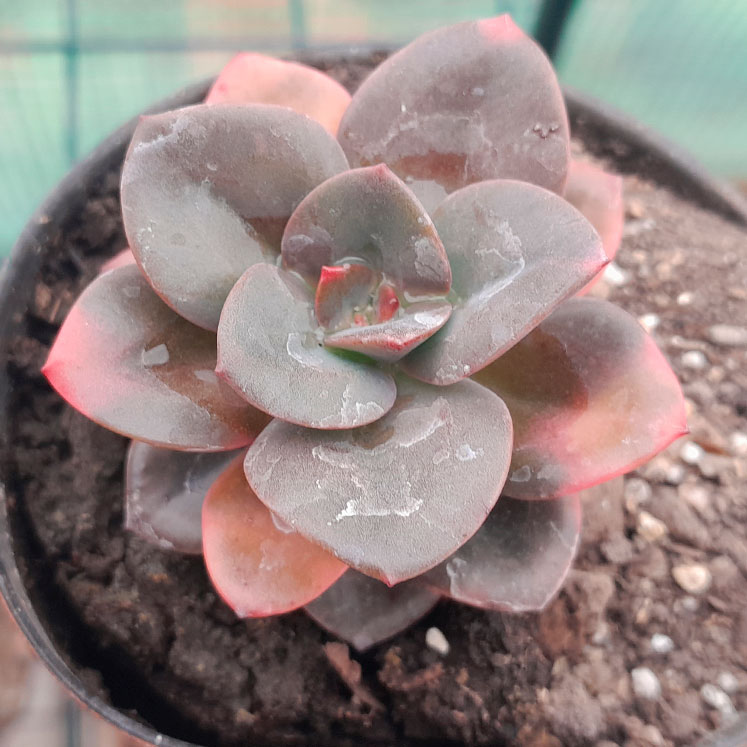 Echeveria Chroma
